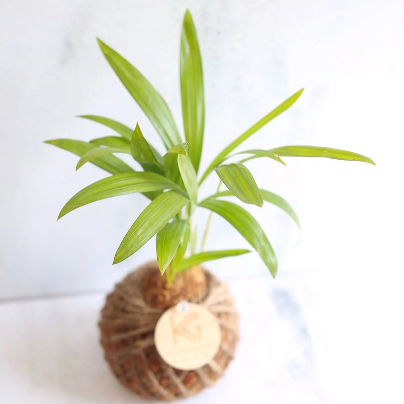 PD43黃椰子小苔球/室內植物/居家植栽/居家裝飾/開幕送禮 - 設計館 植物星球 植栽/盆栽 - Pinkoi