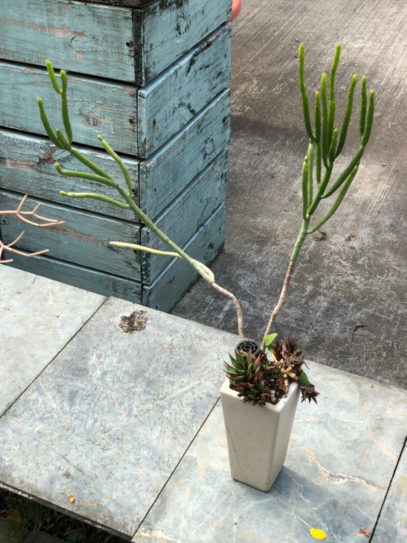 花彩Suzalon 綠玉樹 蘆薈 組盆 高盆多肉 - 設計館 花彩Suzalon 植栽/盆栽 - Pinkoi