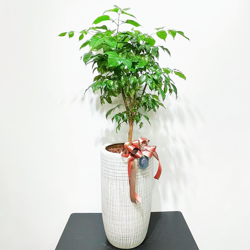 旺旺樹、進財樹 | 開幕、恭賀送禮首選【新竹限定免運】落地盆栽 - 設計館 艾綠舍 植栽/盆栽 - Pinkoi