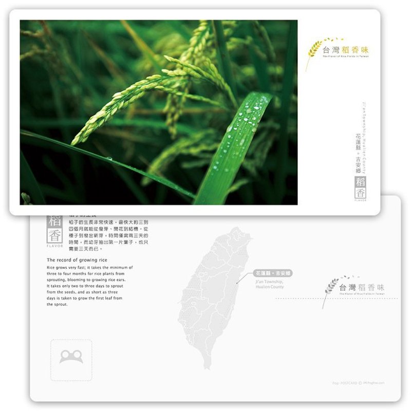 Taiwan rice fragrance postcard [Tao Heung Series] - rice growing - Shop ...