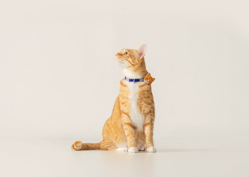 【tails&me 尾巴與我】TailsCharm專屬配件-貓咪系列(共6款) tails&me 尾巴與我｜項圈/牽繩人氣榜 - Pinkoi