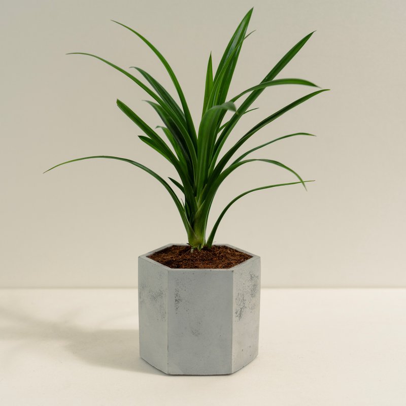 香蘭葉│泥作系列│福所栽 福所栽 Alfred House｜植栽/盆栽人氣榜 - Pinkoi