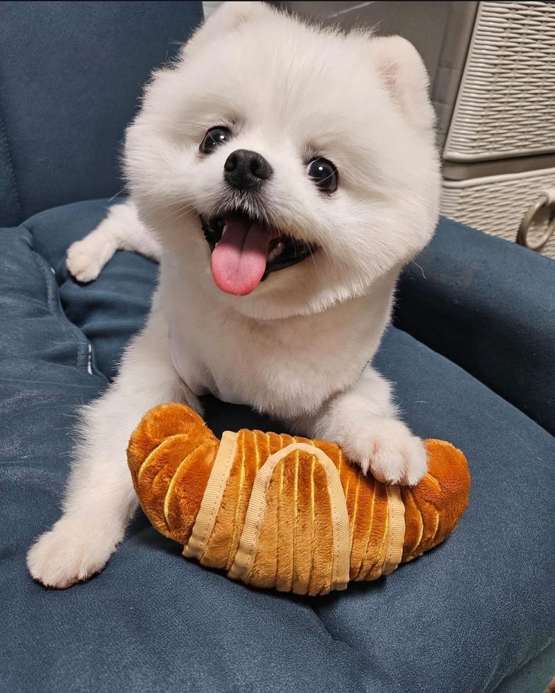 牛角包藏食玩具 PP Lab｜貓/狗玩具人氣榜 - Pinkoi