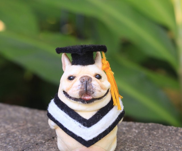 Pug Graduation Graduated Pug Dog , Pug Graduated Studio Photo, Light