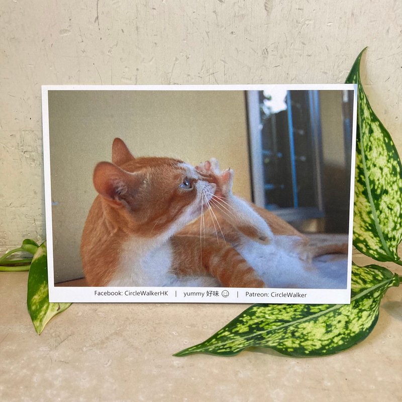 相片圖畫 雙面明信片 複製原畫 裱畫 電繪 黃貓 香港貓 - 設計館 Circle Walker 周圍行 卡片/明信片 - Pinkoi