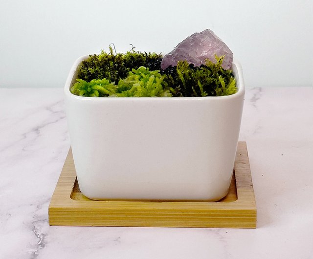 Potted Moss Plant