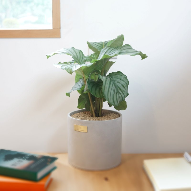 Opening gift, new home completion│medium-sized foliage plants│green ...