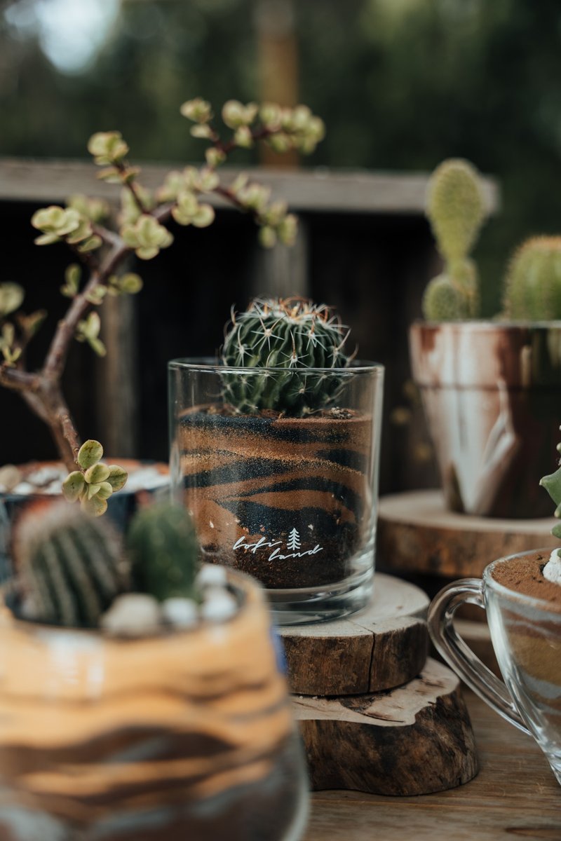 Organic succulent plant sand pot, textured home planting, green hand ...