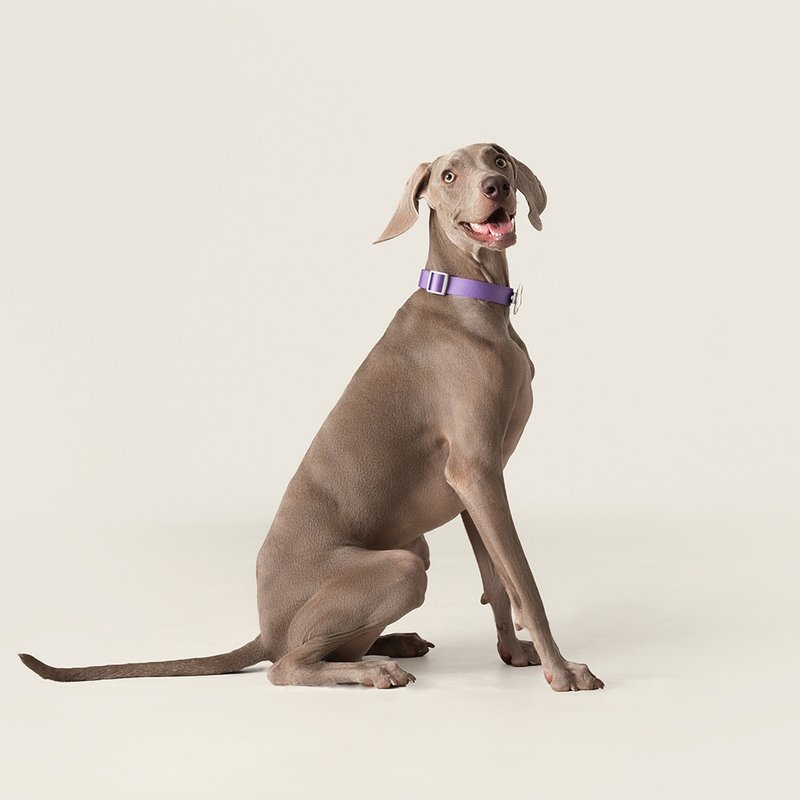 【tails&me 尾巴與我】新經典系列 犬項圈(單色 共6色) tails&me 尾巴與我｜項圈/牽繩人氣榜 - Pinkoi