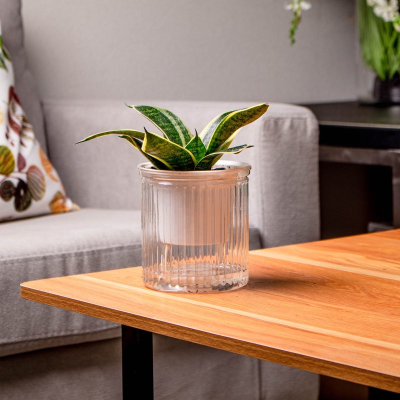 虎尾蘭 免澆水盆栽 室內植物 觀葉植物 盆栽 辦公室小物 巧繪網植物館｜盆栽/植栽人氣榜 - Pinkoi