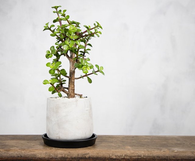 室内鉢植え】イチョウ鉢植え、小型鉢植え観葉植物、金のなる木 室内鉢植え】イチョウ鉢植え、小型鉢植え観葉植物、金のなる木