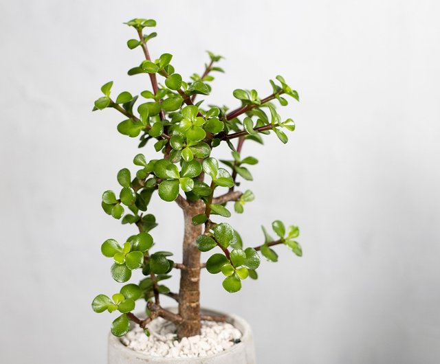 室内鉢植え】イチョウ鉢植え、小型鉢植え観葉植物、金のなる木 室内鉢植え】イチョウ鉢植え、小型鉢植え観葉植物、金のなる木