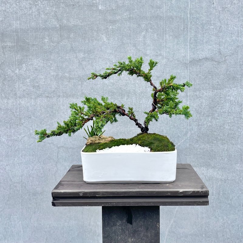 小品盆栽-日式庭院柏組合14 送禮 客訂勿下 野趣小品盆栽 Rustic Charm Bonsai｜植栽/盆栽人氣榜 - Pinkoi
