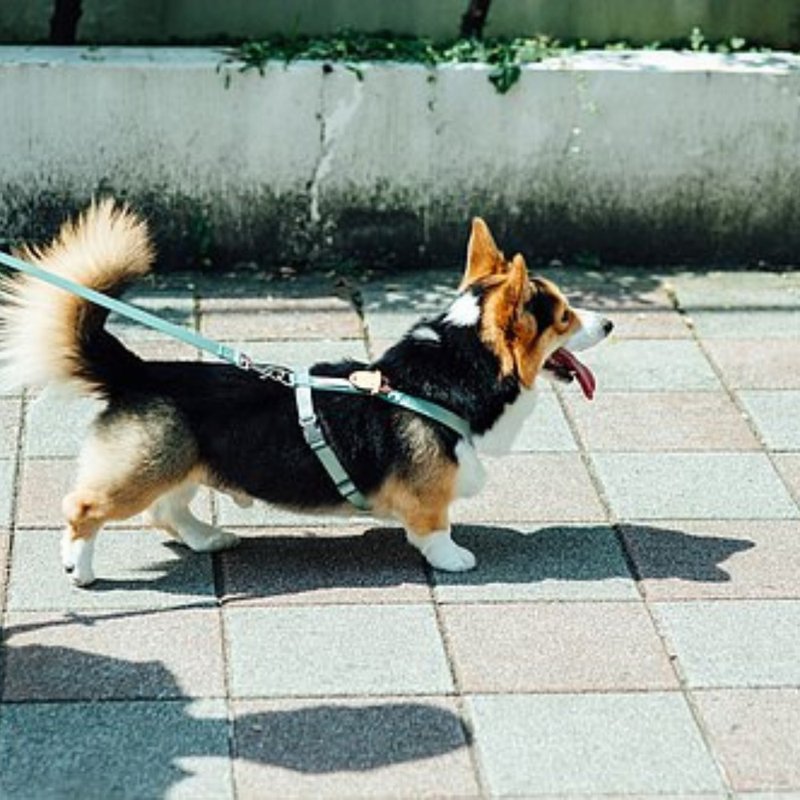 【tails&me 尾巴與我】經典尼龍帶 雙色牽繩 (共4色) - 設計館 tails&me 尾巴與我 項圈/牽繩 - Pinkoi