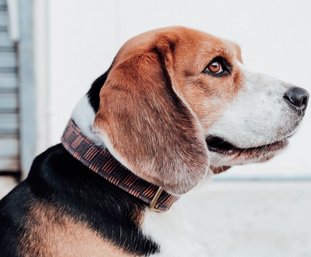 Human Collars And Leashes