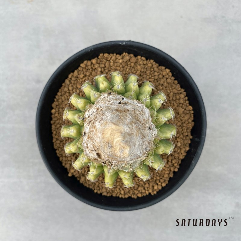 Monkey Corpse Brocade | Grafted with Wood | Succulent Cactus (One ...